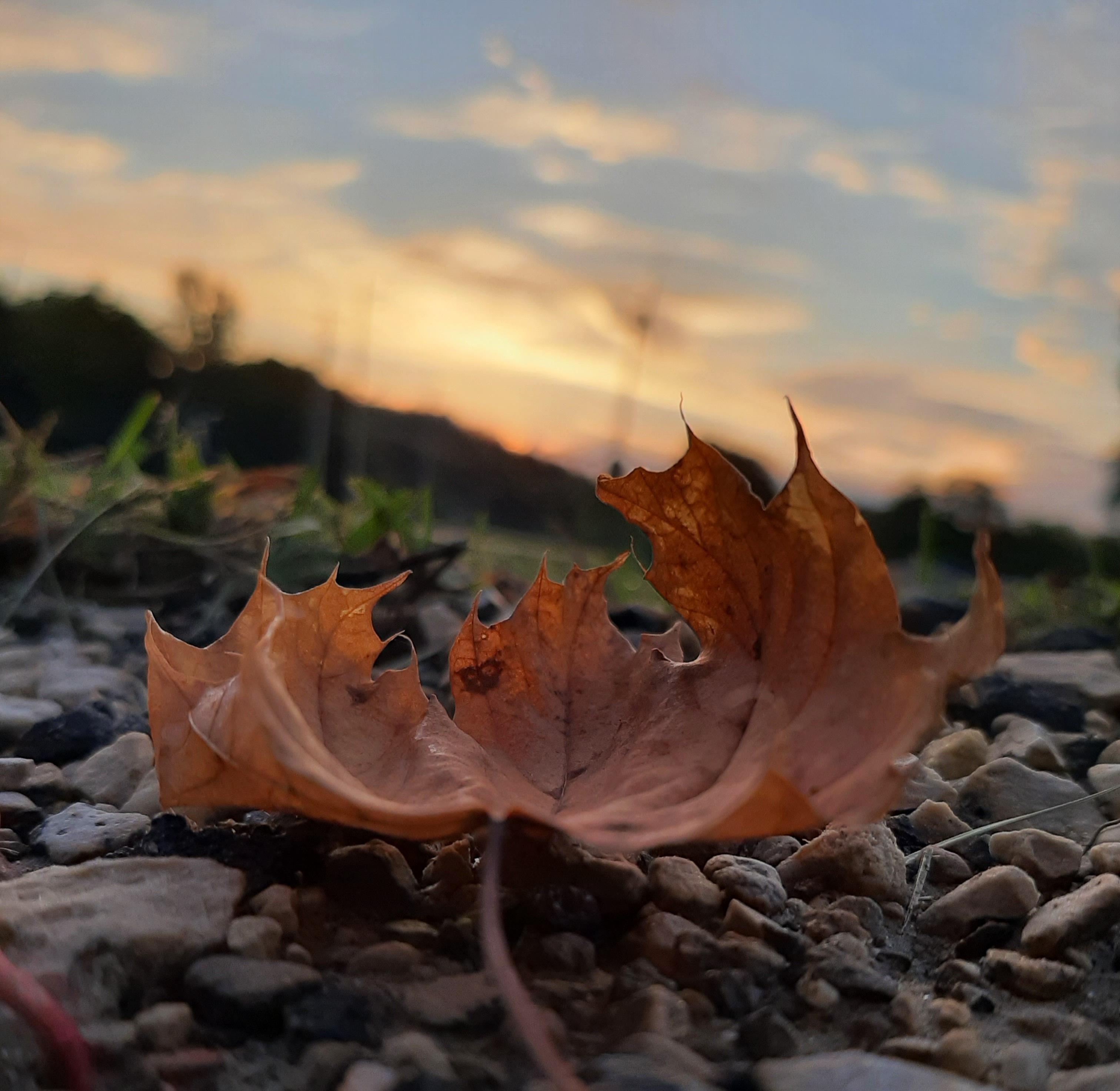 The Missing || Minecraft Roleplay | Casting Call Club