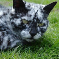 Oh Stars Save Us S1 - Warrior Cats VA series | Casting Call Club