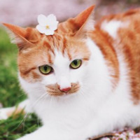 Oh Stars Save Us S1 - Warrior Cats VA series | Casting Call Club