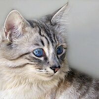 Casting Call Club : Oh Stars Save Us S1 - Warrior Cats VA series