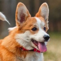 Corgi | Casting Call Club