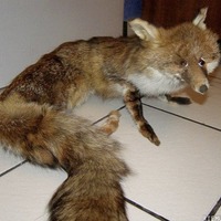 Lapper Snapper | Casting Call Club