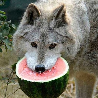 Watermelon_Wolf | Casting Call Club