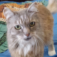 Kitty_Kaz for Dr. Scarlet | Casting Call Club