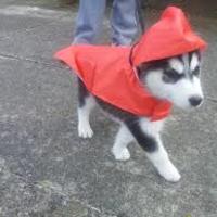 Pappio | Casting Call Club