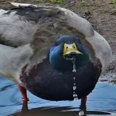 Hydrated Duck | Casting Call Club
