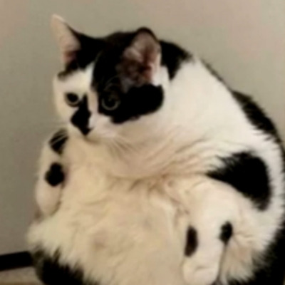 Dummy Cat | Casting Call Club